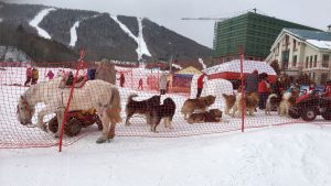 Exploring The Winter Wonderlands of Heilongjiang, China